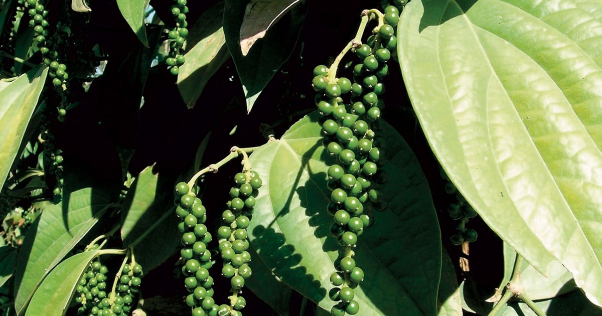 Äkta peppar │ Santa Maria